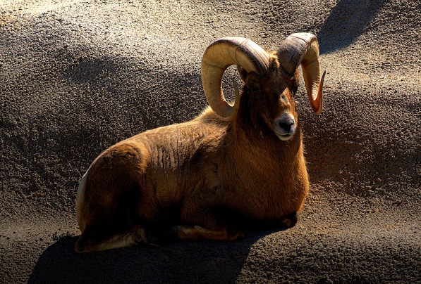 Sallah Ram Locator will ensure you’re full of meat this festival season ...